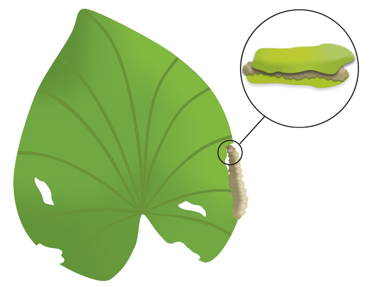 Controlling Aquatic Pests - Aquarium Connection