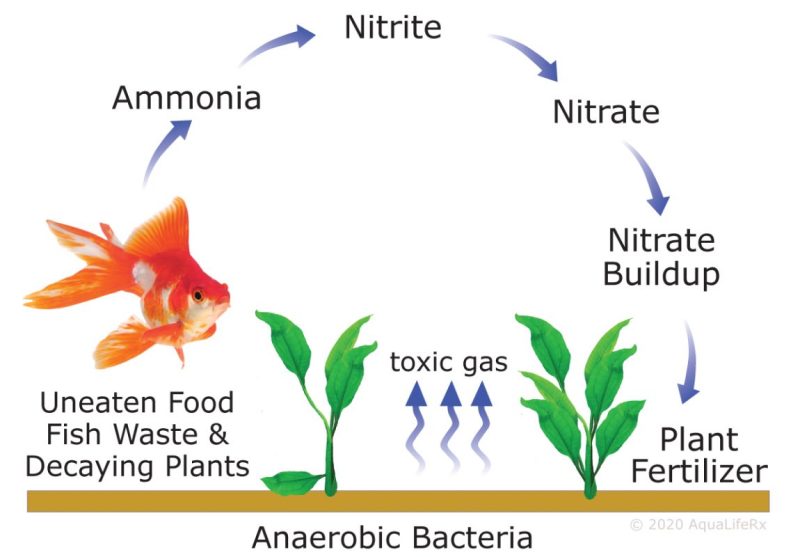 The Nitrogen Cycle - Cycling an Aquarium - Aquarium Connection
