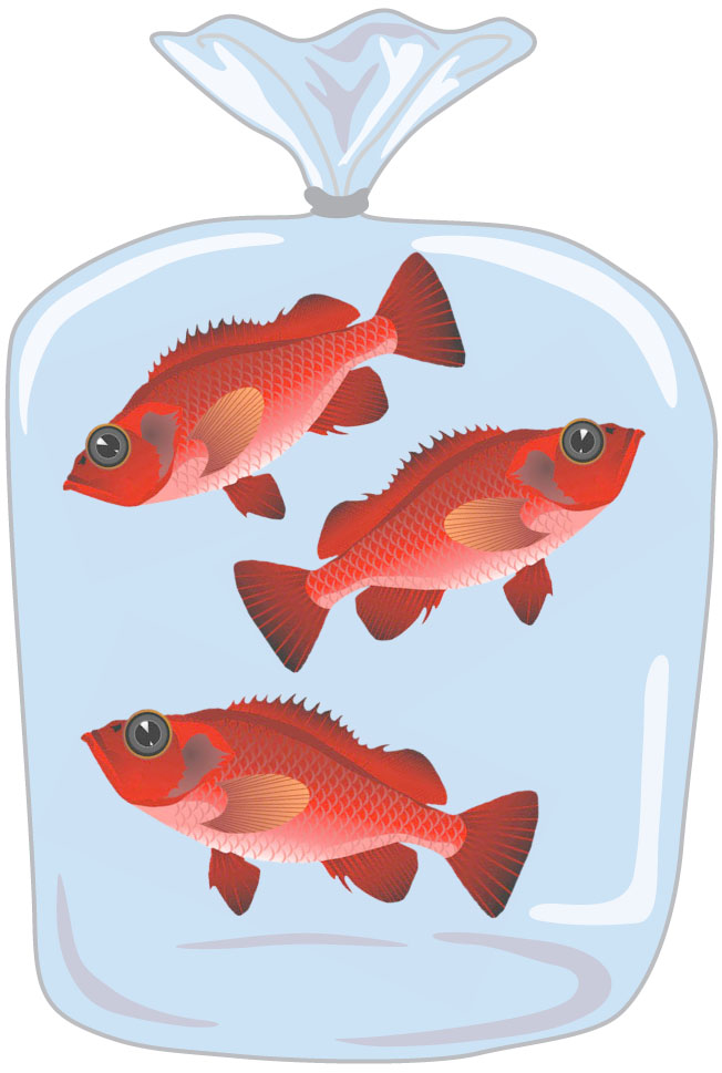 Fish Stress: What is it and How to Prevent it - Aquarium Connection