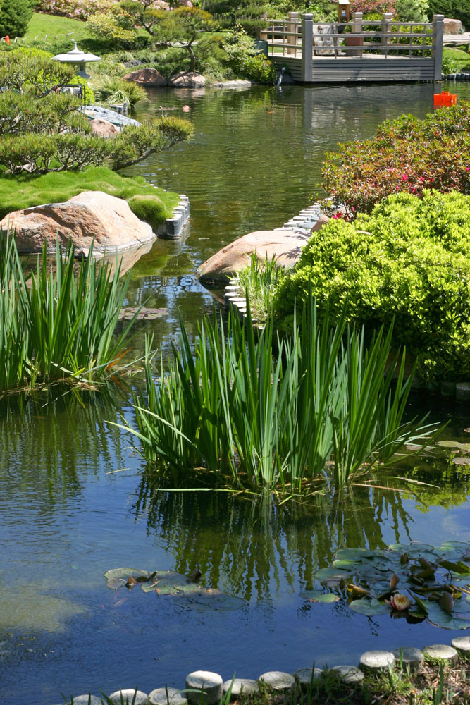 Conditioning Your Pond - Aquarium Connection