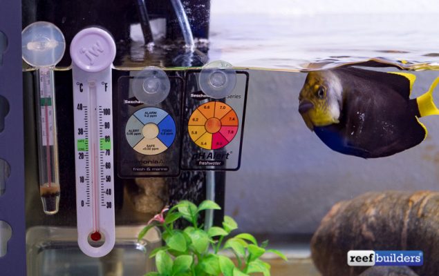 Setting Up a Quarantine Tank for New or Sick Fish - Aquarium Connection