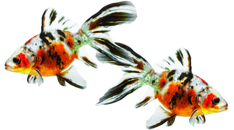 Adding Fish to Your Pond - Aquarium Connection